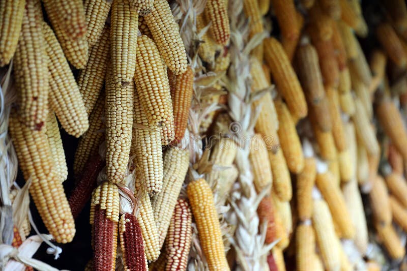 Dried Corn Cobs. Dried Corns Hanging on Rustic Wall Stock Image - Image ...