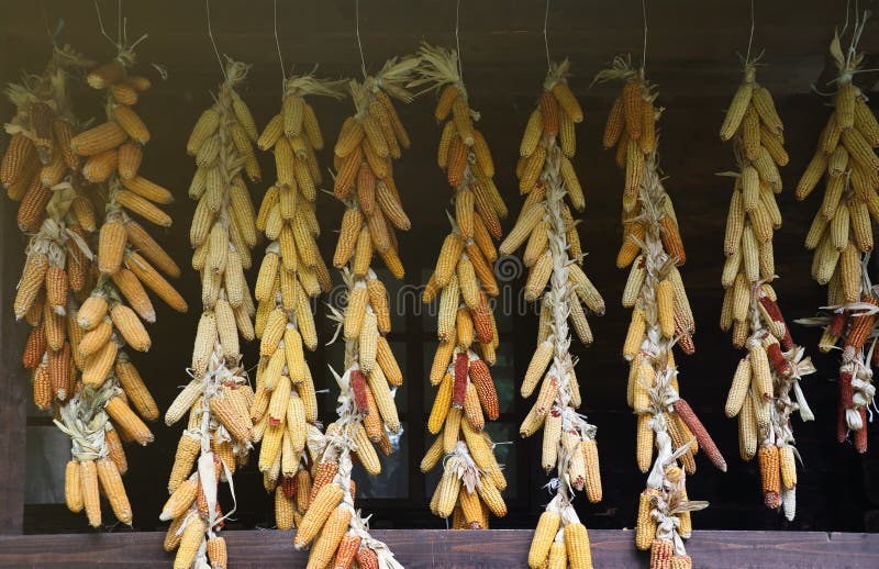 Dried Corn Cobs. Dried Corns Hanging on Rustic Wall Stock Image - Image ...