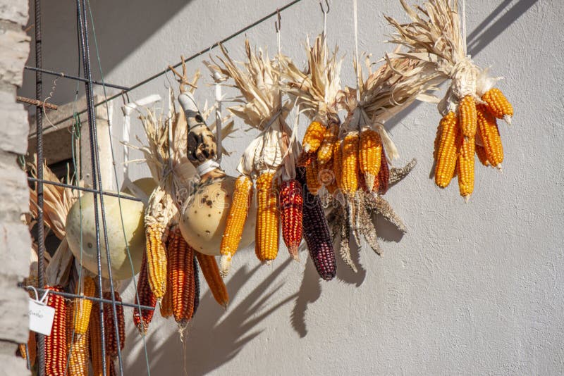 Dried Corn Cobs Hanging from a Nylon String. Stock Photo - Image of ...