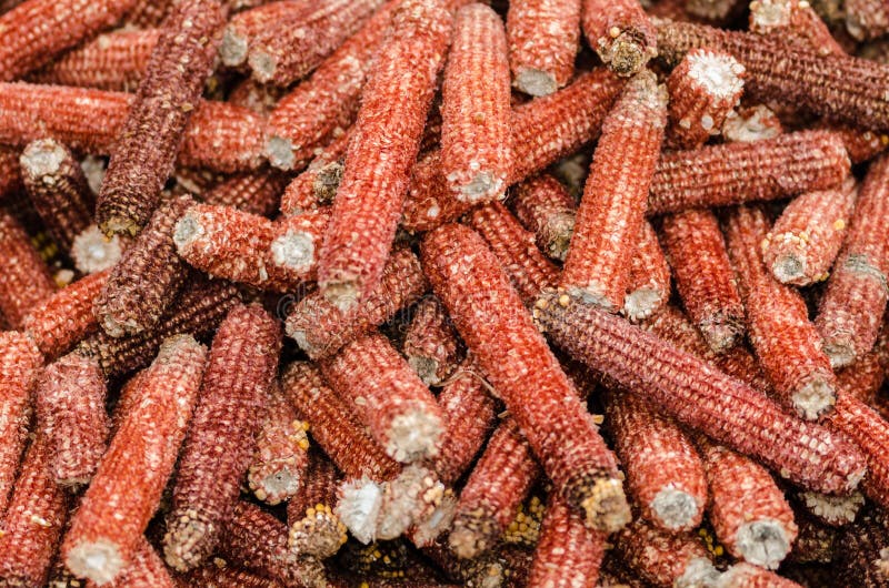 Dried Corn Cobs Shelled after the Corn Kernels Picked by Machine Stock ...