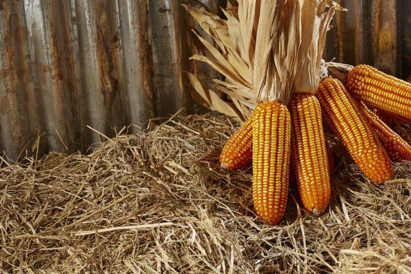 1,413 Dried Corn Straw Stock Photos - Free & Royalty-Free Stock Photos ...