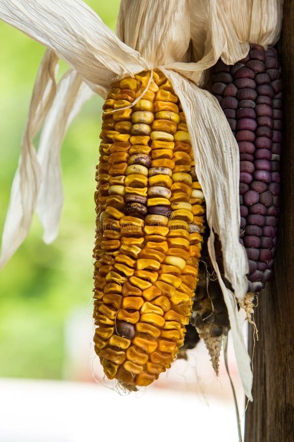 Dried corn cobs stock photo. Image of agriculture, puried - 56388022