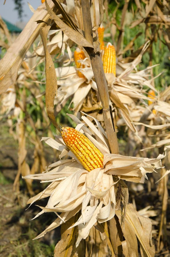 Dried corn stock image. Image of store, environment, vegetable - 40651007