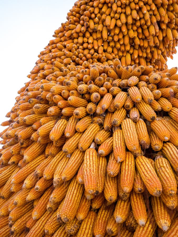 Dried corn stock image. Image of traditional, texture - 108317907