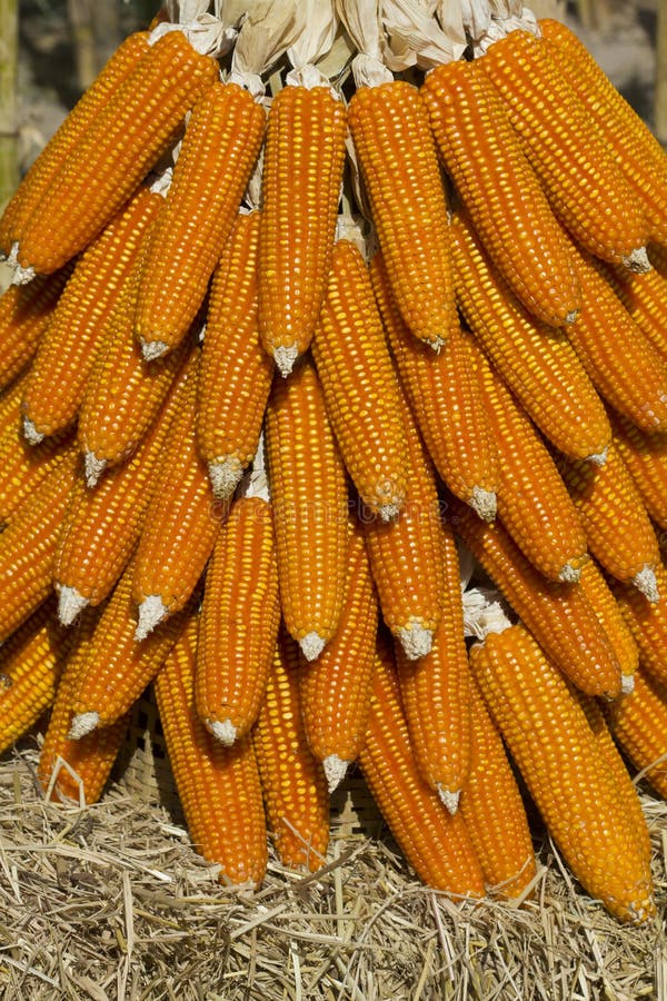 Dried Corn, Dried on a Post Stock Photo - Image of fair, ingredient ...