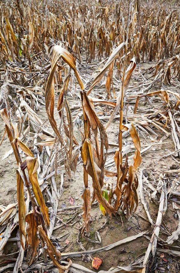 Dried corn field in Autumn stock image. Image of autumn - 161757973