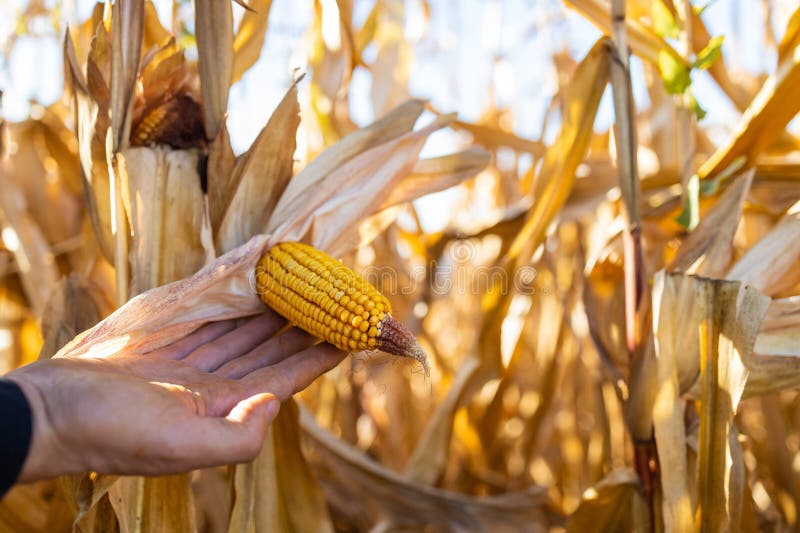 Farmer Hand Holding a Corn Cob on a Corn Field in Autumn Stock Photo ...