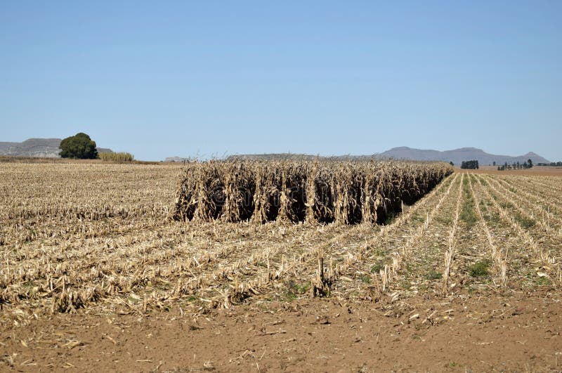 Dried corn field stock image. Image of seasonal, tilled - 98645145