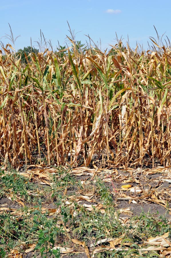 Dried corn field stock photo. Image of harvest, farm - 30186578