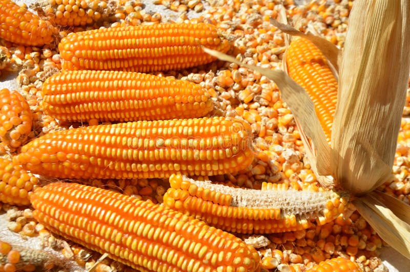 Yellow Corn on White Background Stock Image - Image of meals, peel ...