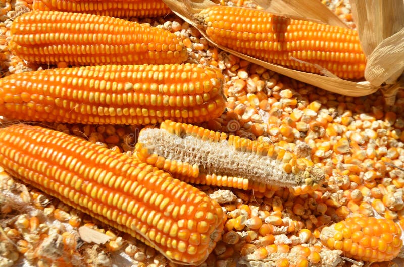 Dried corn on floor stock photo. Image of production - 256278808