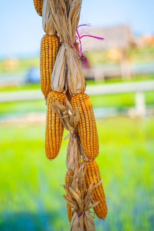 Dried Corn Food Preservation for Cook Stock Image - Image of vegetable ...