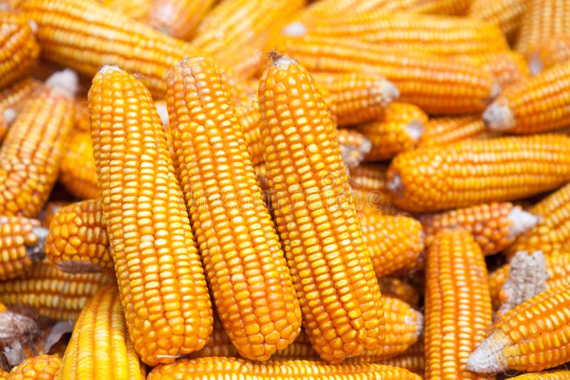 Dried corn stock image. Image of natural, farm, decoration - 35501913