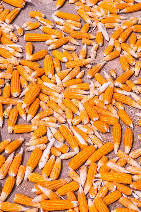 Dried corn on the ground stock image. Image of pattern - 213686017