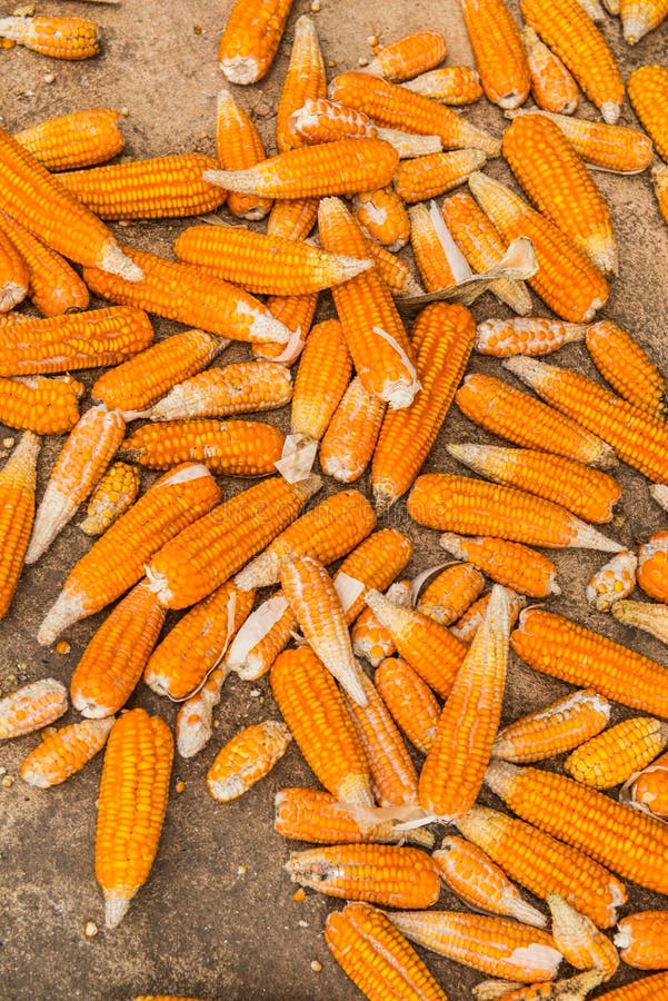 Dried corn on the ground stock photo. Image of detail - 214741504