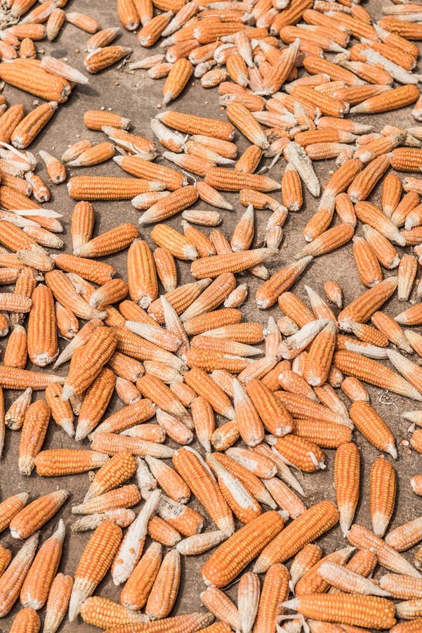 Dried corn on the ground stock image. Image of plant - 217457239