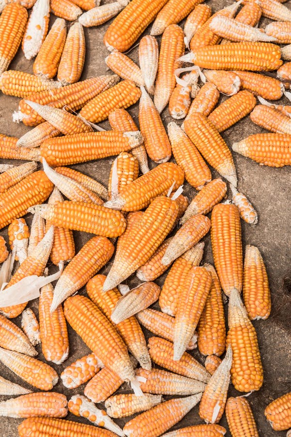 Dried corn on the ground stock photo. Image of natural - 235651482