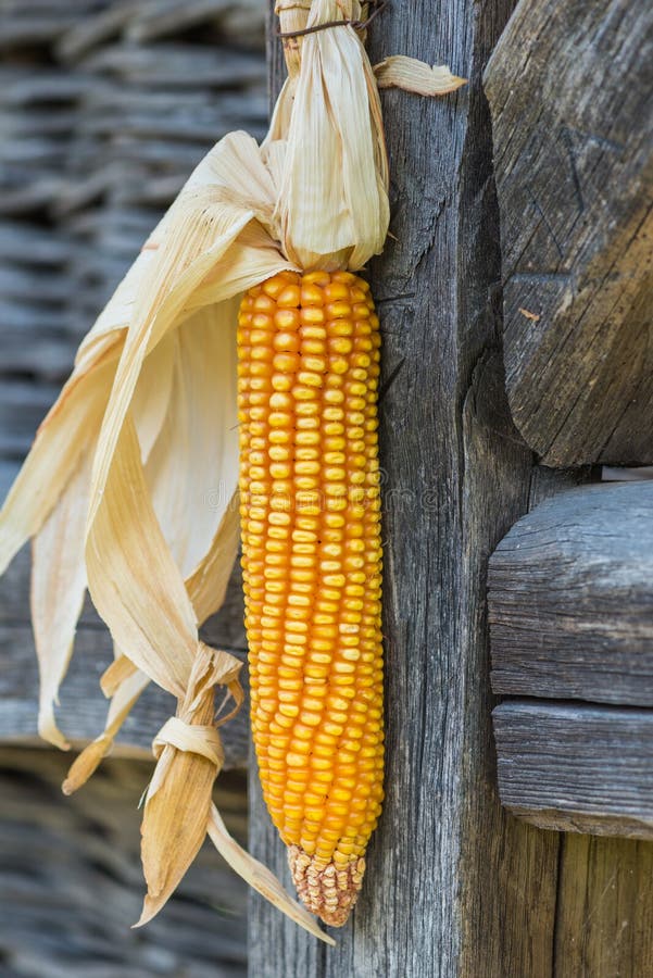 Dried corn stock image. Image of natural, seed, kernels - 60129885