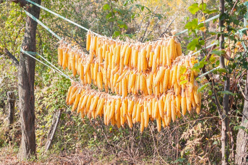 Dried corn stock image. Image of bulk, food, clay, seeds - 34990705