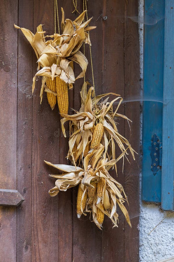 Dried Corn Hanging on a Wooden Wall. Autumn Harvest Concept Stock Image ...