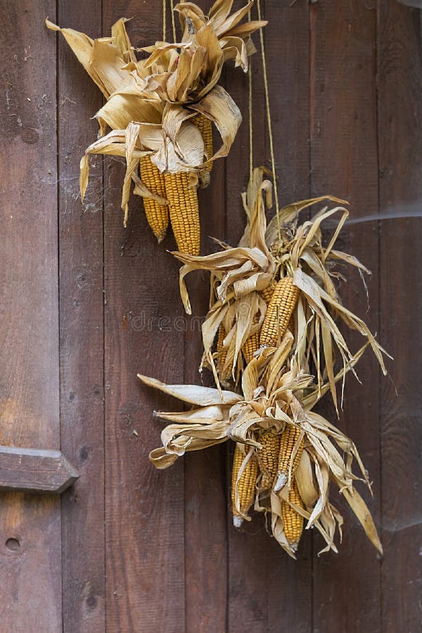 Dried Corn Hanging on a Wooden Wall. Autumn Harvest Concept Stock Image ...