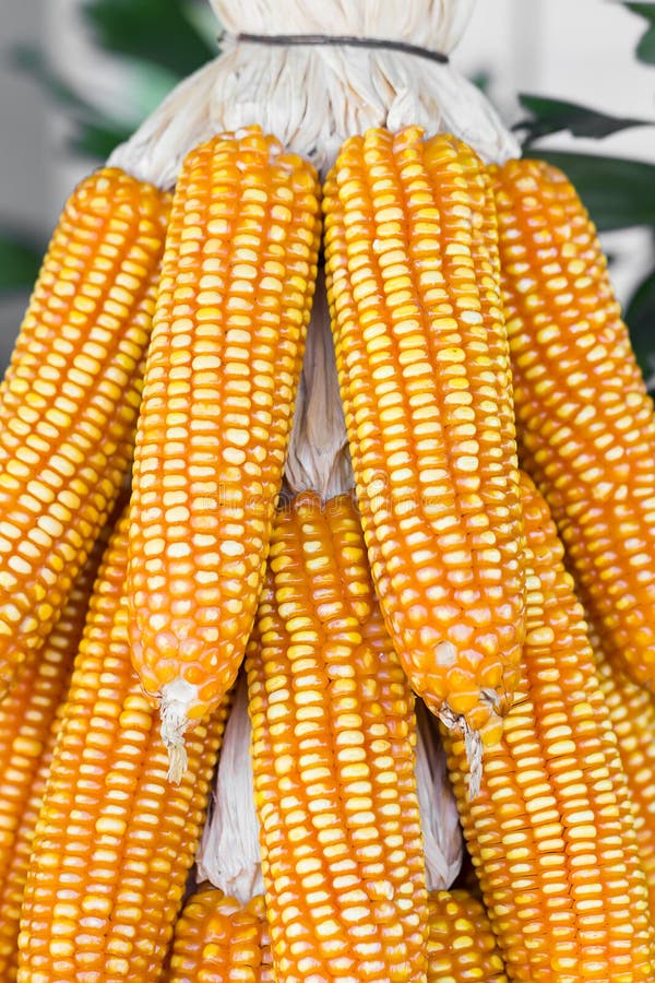 Dried corn in harvest time stock image. Image of cereal - 53369757