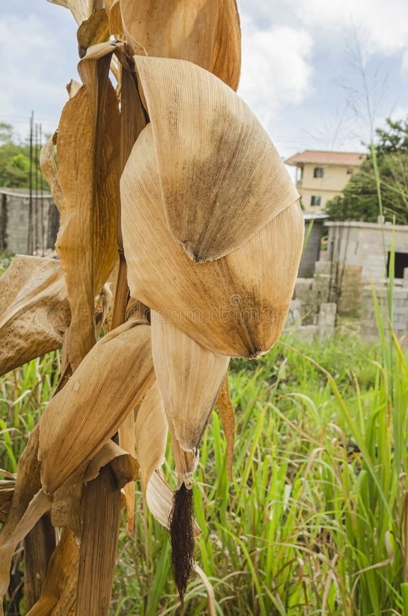 Dried Corn Has Started Fallen Stock Image - Image of dried, farm: 191204645