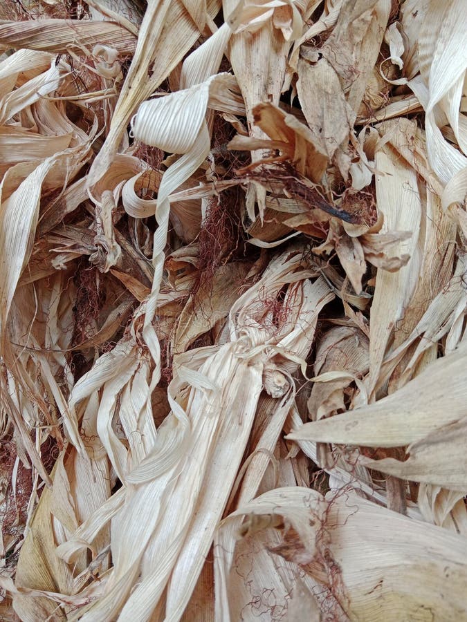 Dried corn husks stock image. Image of material, husks - 307535751