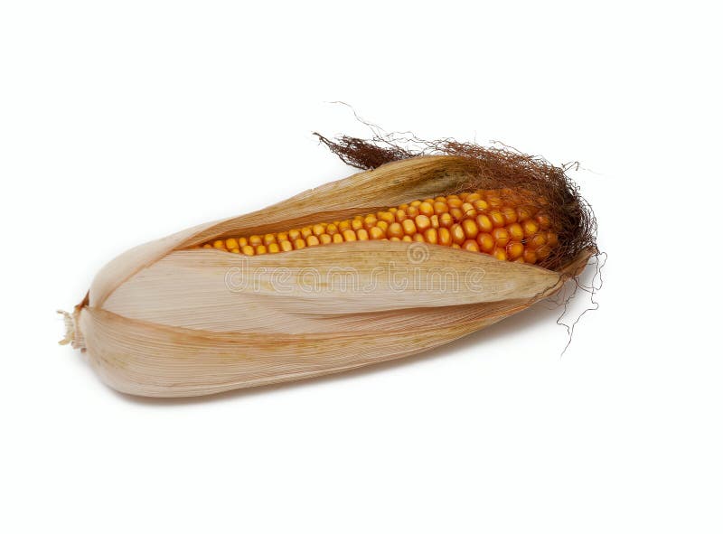 Dried corn stock photo. Image of color, healthy, harvest - 32794746