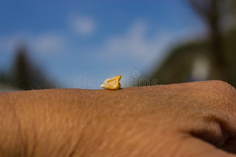 Dried Corn Kernel on the Back on the Hand Stock Image - Image of ...