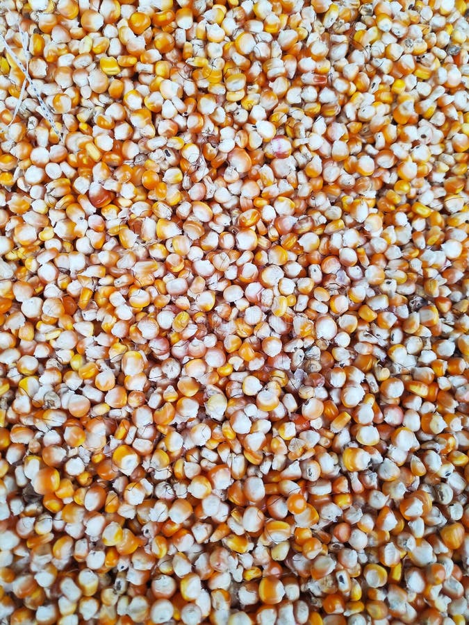 Dried Corn Kernels for Agricultural Use Stock Image - Image of food ...