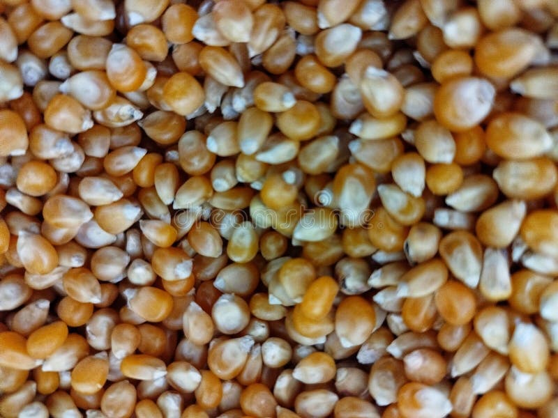 Dried Corn Kernels Placed on a White Background. Corn for Popcorn Stock ...