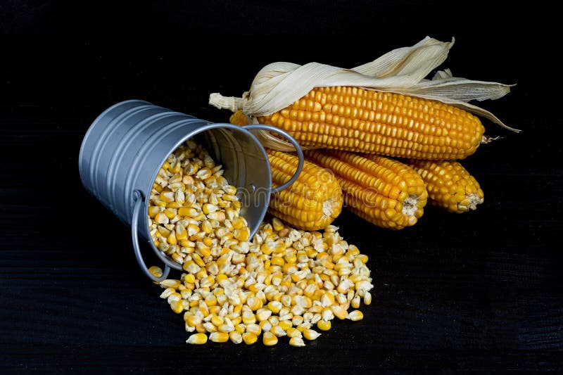 Dried Corn Kernels in a Bucket, Stock Image - Image of corncob, corn ...