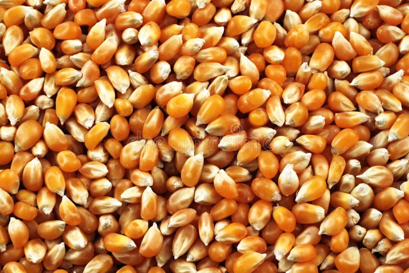 Dried Corn Kernels Macro stock image. Image of animal - 75826969