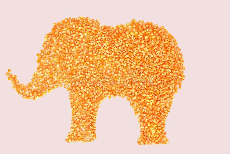 The Dried Corn Kernels are Placed in an Elephant. Stock Image - Image ...