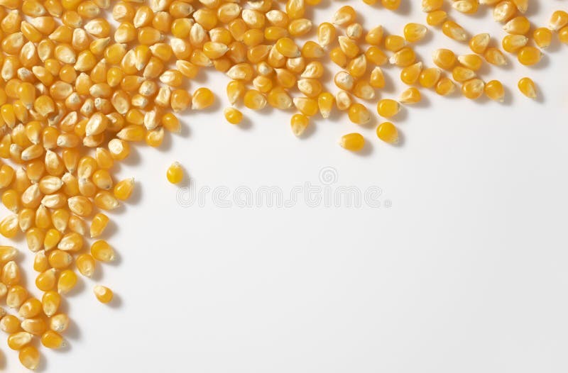 Dried Corn Kernels Placed on White Background with Copy Space. Corn for ...