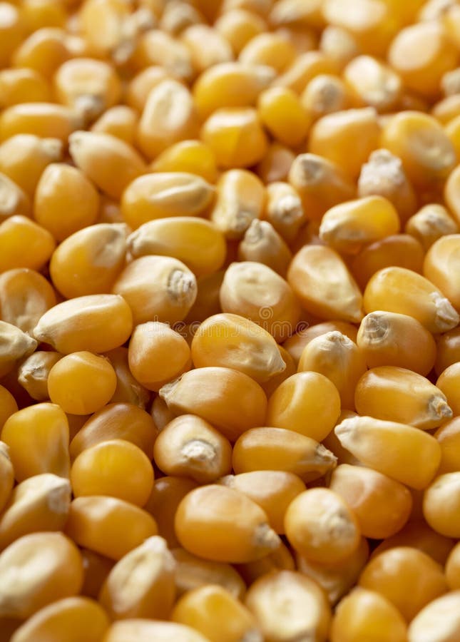 Dried Corn Kernels Throughout the Screen Stock Image - Image of closeup ...