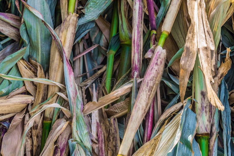 Dried Corn Leaves. Natural Stalks Background. Stock Photo - Image of ...