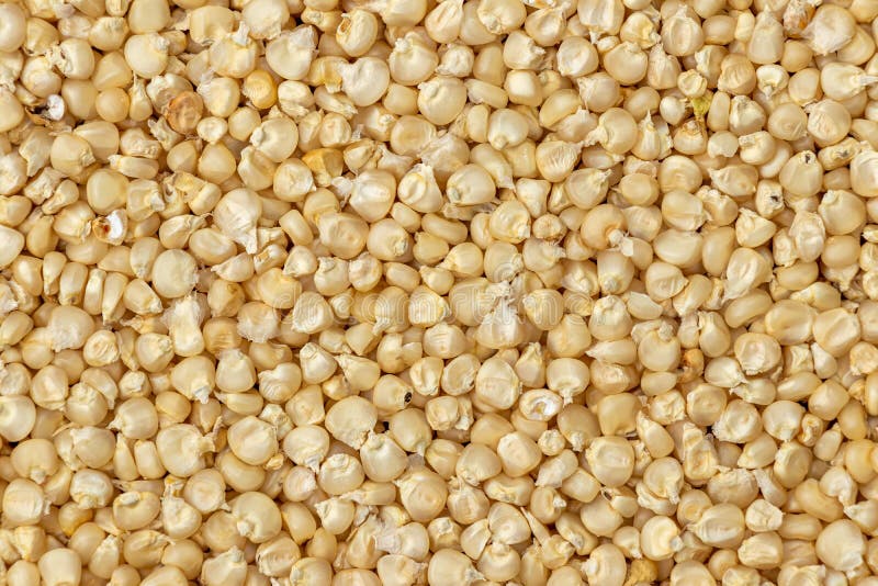 Dried Corn or Maiza Texture and Background Stock Photo - Image of grain ...