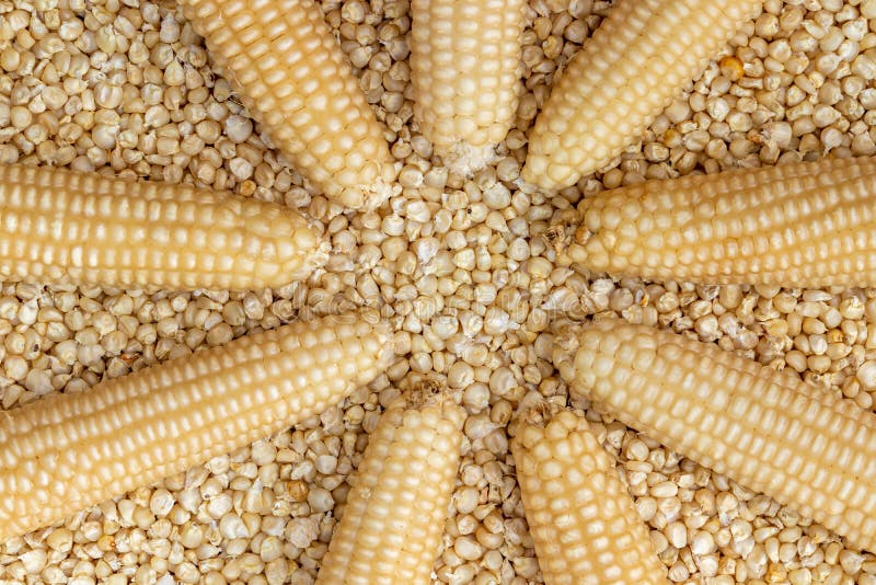 Raw White Corn Cob or Maize Close-up Stock Image - Image of selective ...