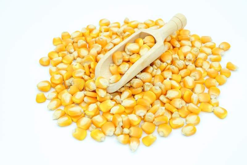 Dried Corn Maize Isolated on the White Background Stock Photo - Image ...