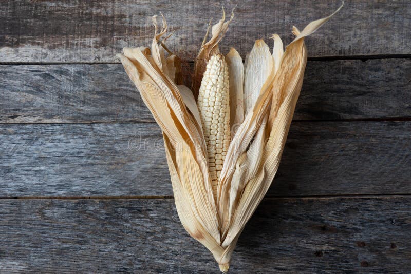 Dried Corn Maize with Leaves Stock Image - Image of healthy, cultivated ...
