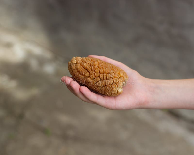 Dried corn on the palm. stock photo. Image of agronomist - 217269006