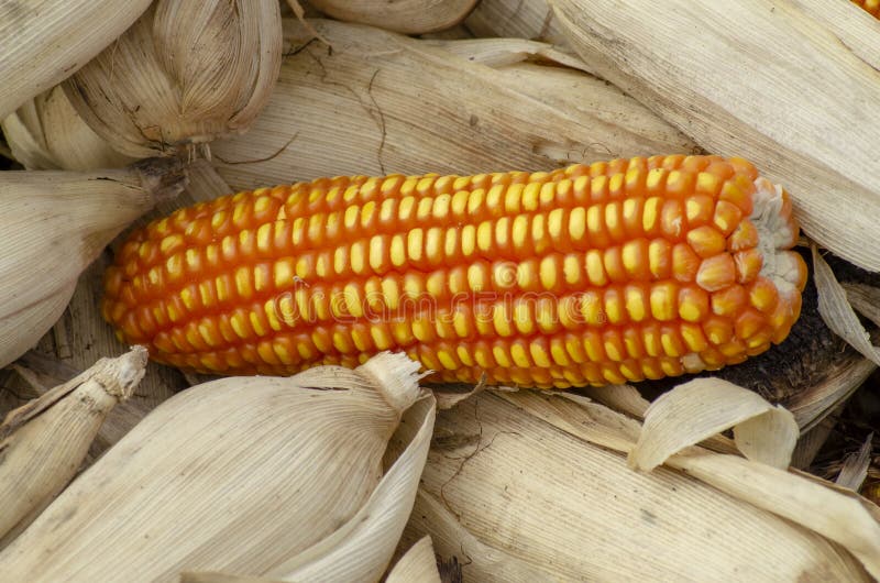 Dried Corn on Pile of Corn Husks Stock Image - Image of heap, corn ...