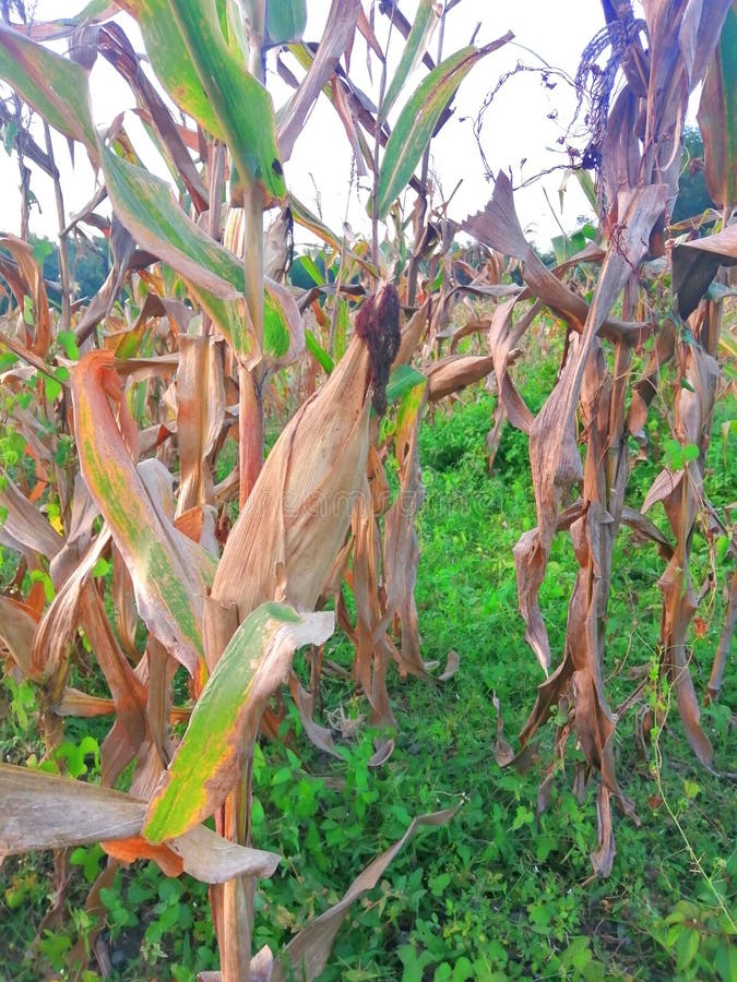 Dried Corn Plants in the Field Stock Image - Image of plants, corn ...