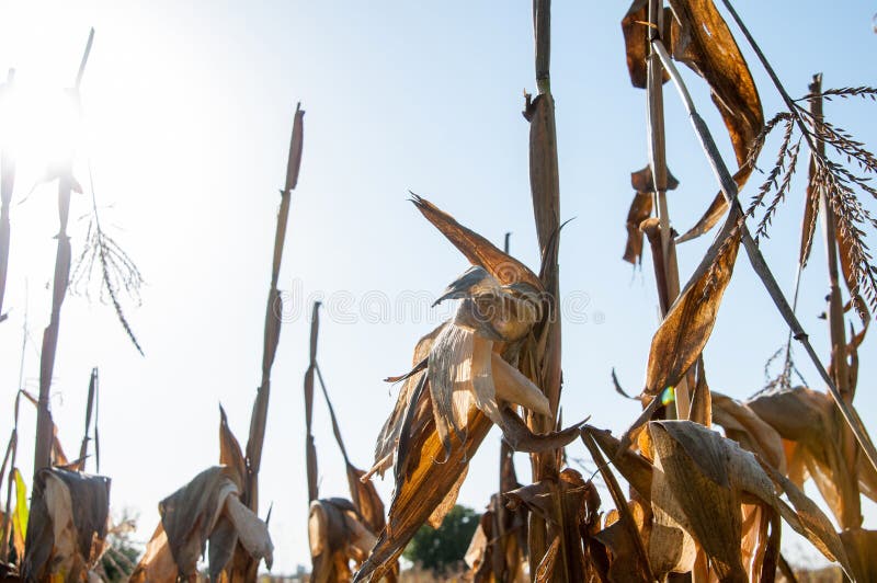 Dried corn stock image. Image of feeding, dried, harvest - 63297203