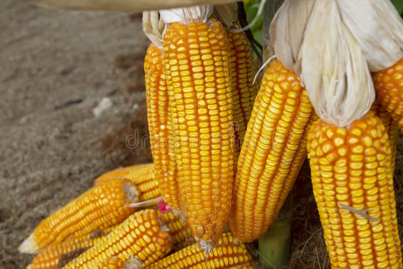 Dried Corn for Popcorn of Animal Feed Stock Photo - Image of organic ...