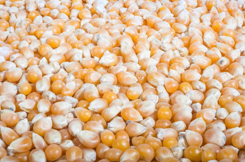 Dried corn seed stock image. Image of maize, heap, macro - 49976615