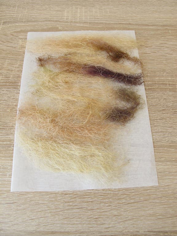 Dried Corn Silk, Maydis Stigma Stock Image - Image of thread, corn ...