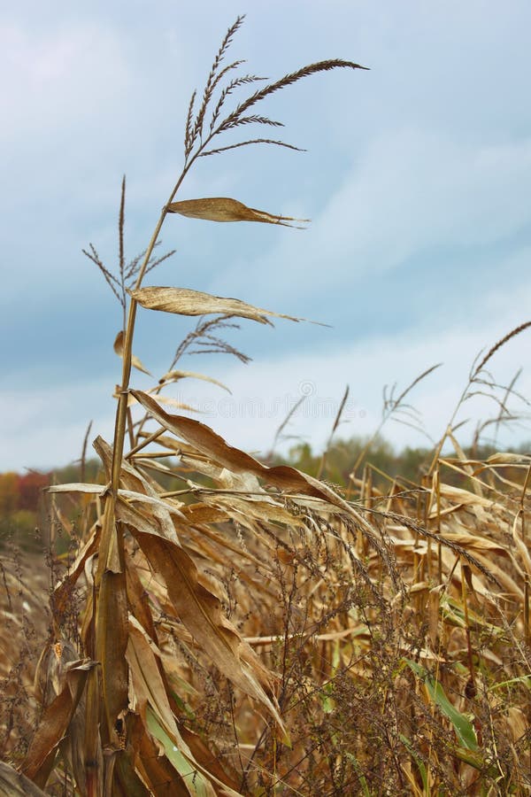 Dried Corn Stalk in Cold Autumn Wind Stock Image - Image of field ...